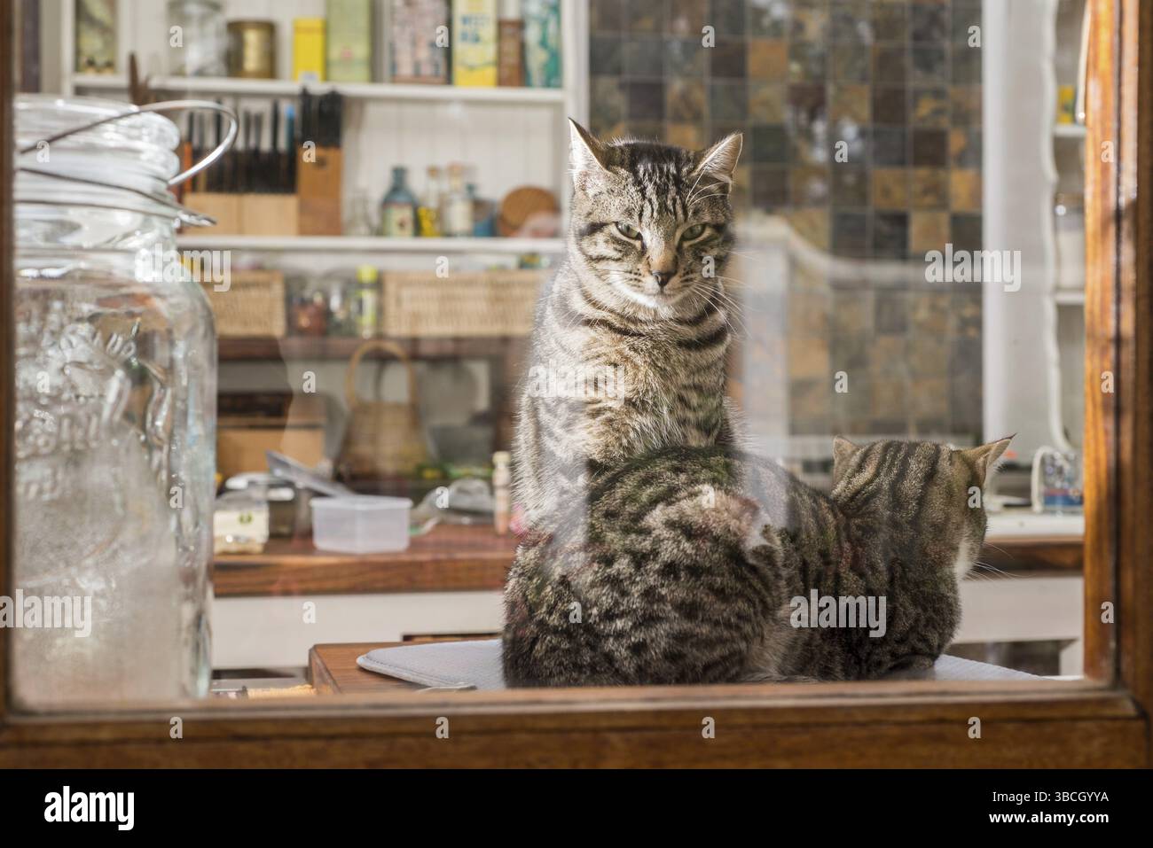 Two cats rest together on the counter by the kitchen as viewed from ...