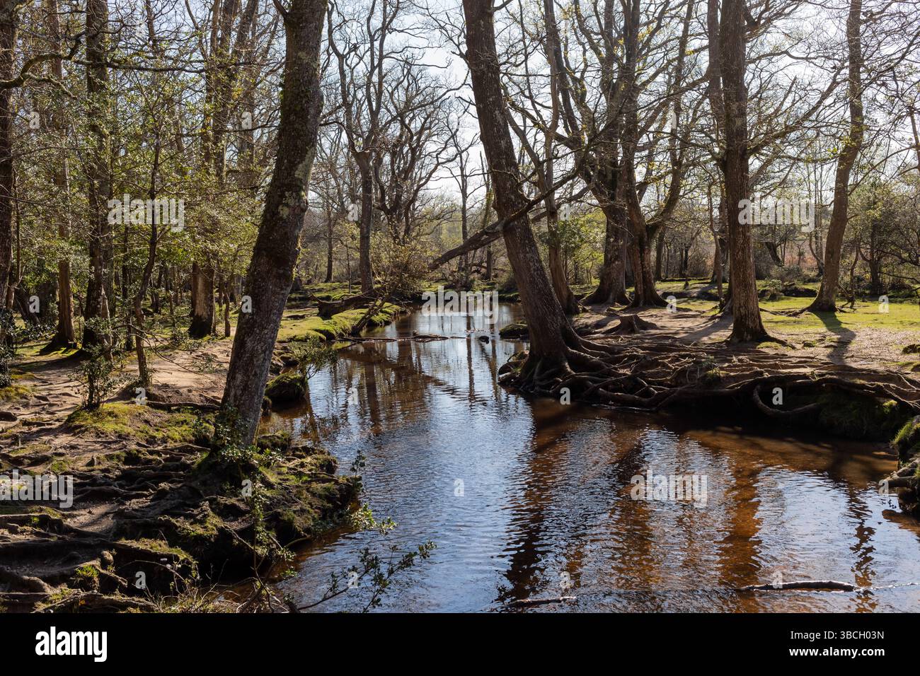 Ober Water stream at Whitefield Moor in The New Forest, Hampshire ...
