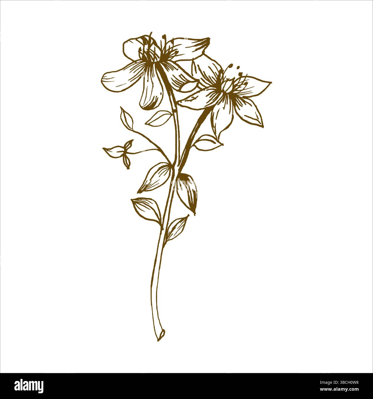 Medical herb botanical ink graphics. Hand drawn Saint John Wort vector ...