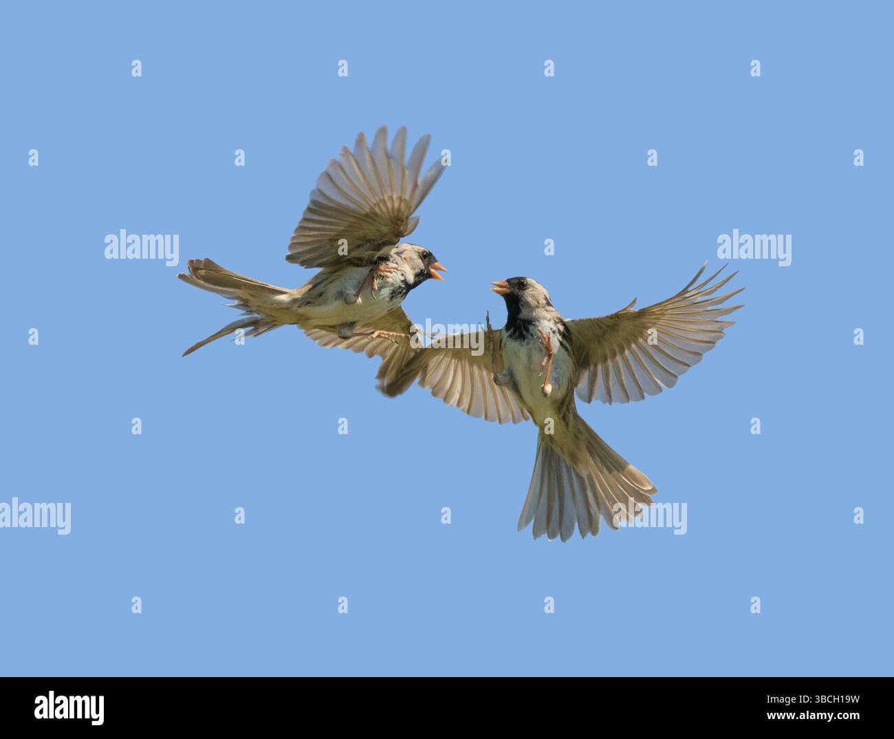 Sparrows flight hi-res stock photography and images - Alamy