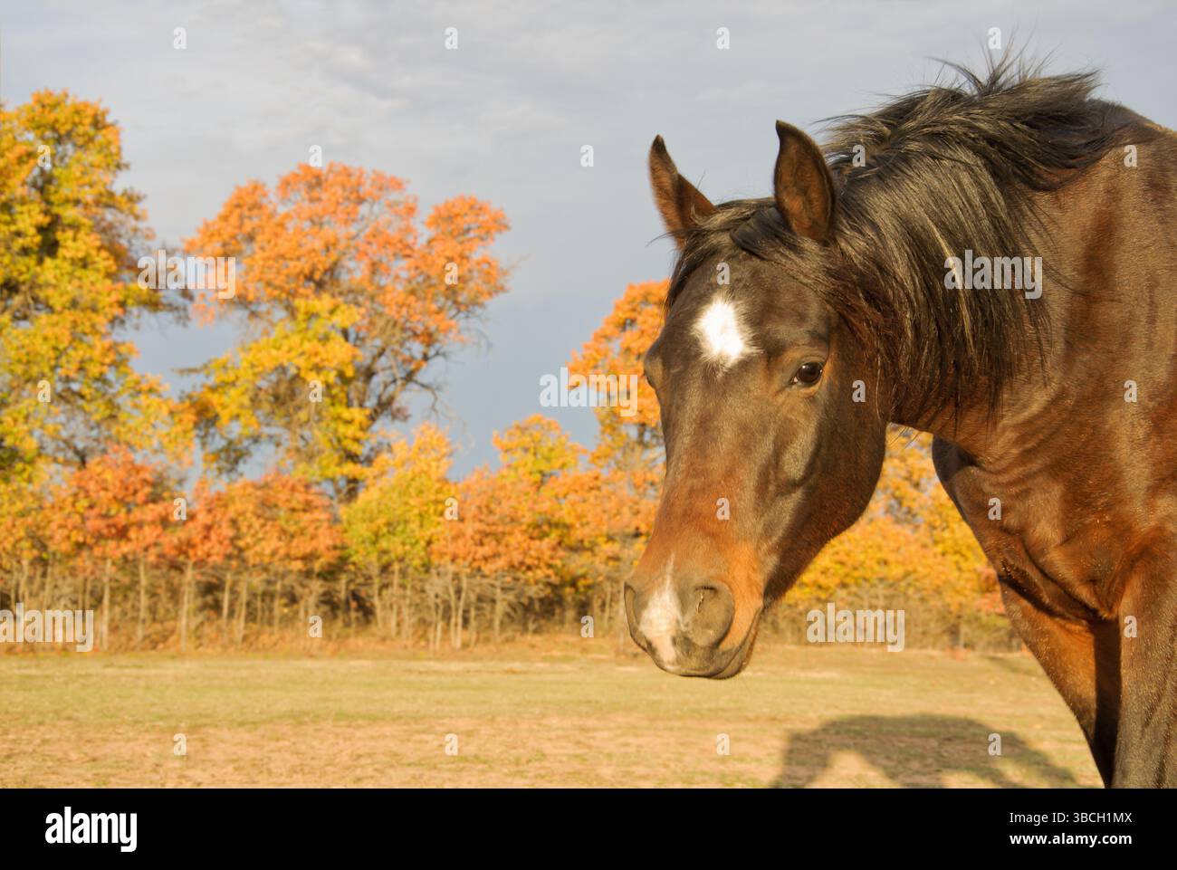 Dark bay Arabian horse reaching towards viewer, with bright fall ...