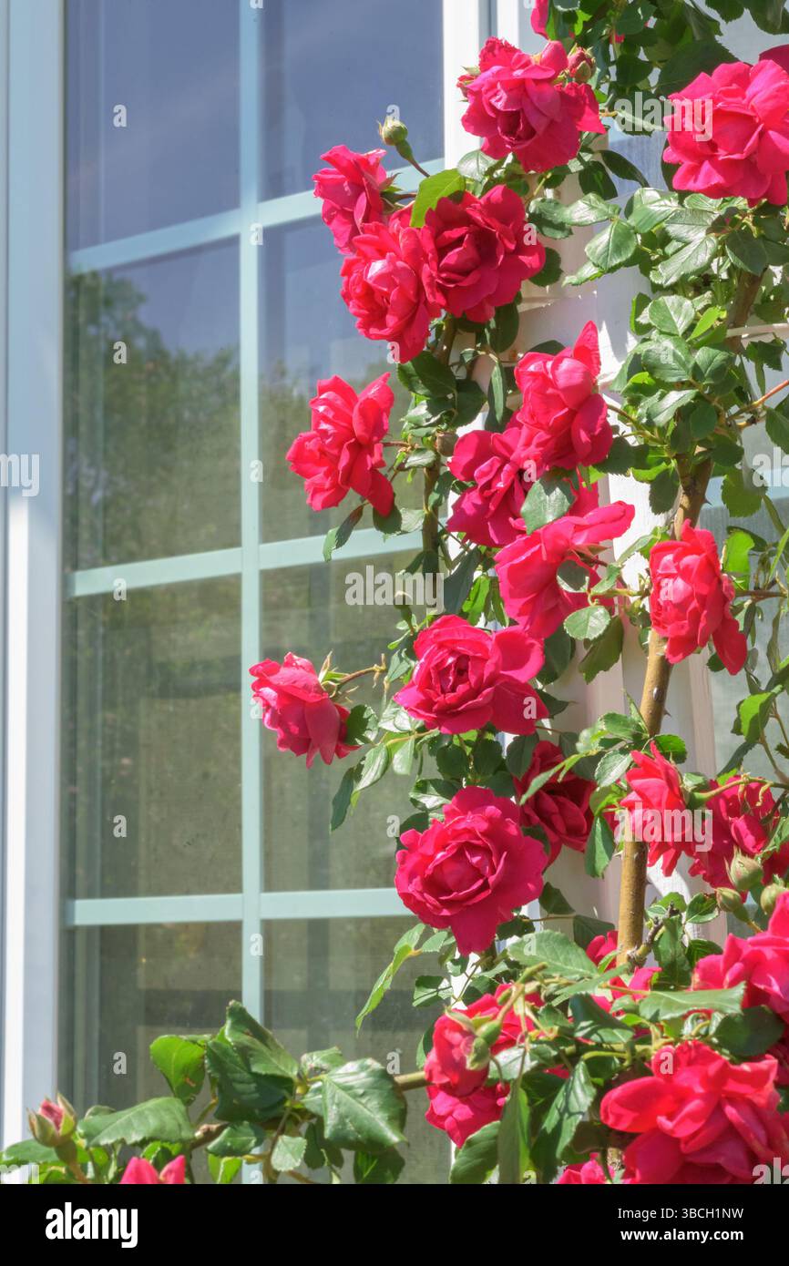 Trellis window hi-res stock photography and images - Alamy