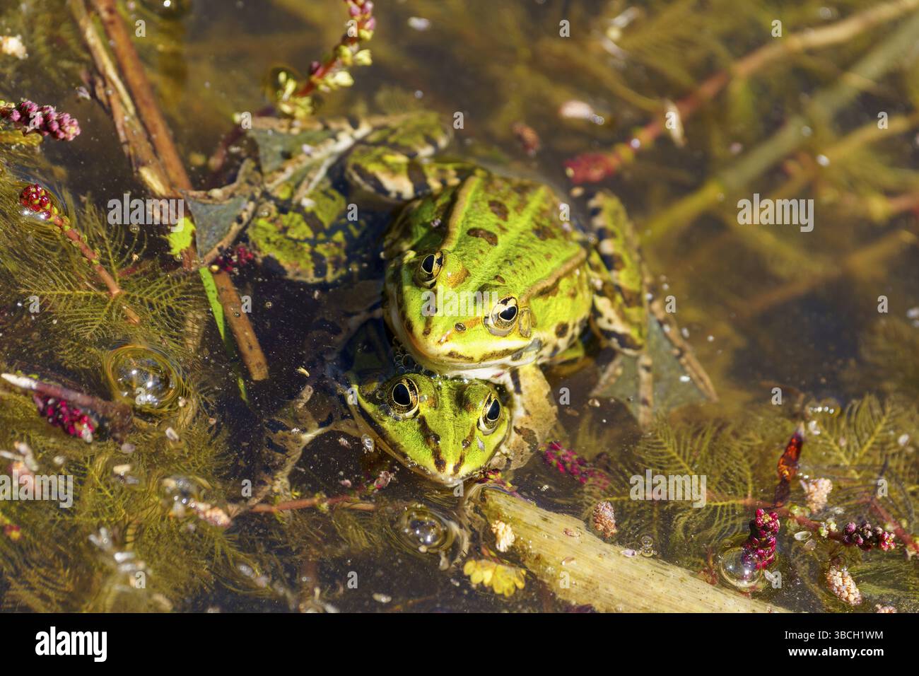 Two frogs during mating behaviour between algae in the water, water ...