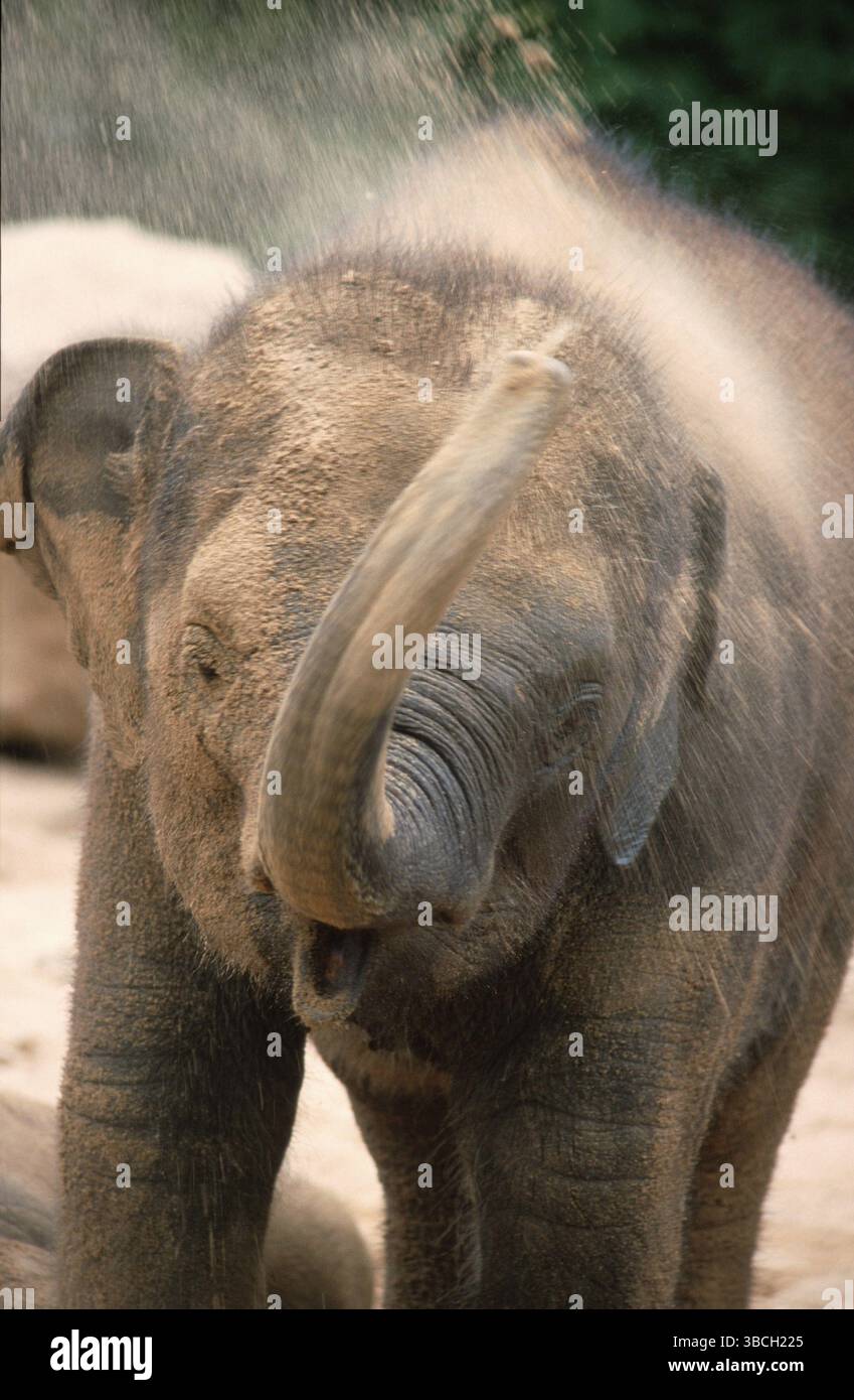 Asian elephant dust bathing hi-res stock photography and images - Alamy