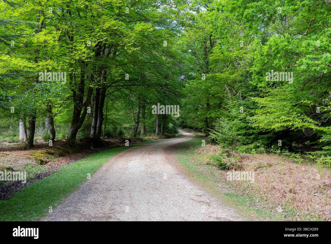 Walking trail through The New Forest, Fritham, Hampshire UK Stock Photo ...