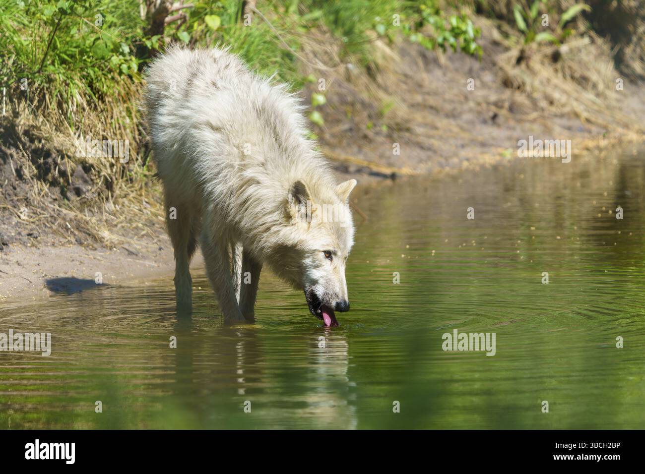 A wolf drinking at a calm body of water surrounded by green vegetation ...
