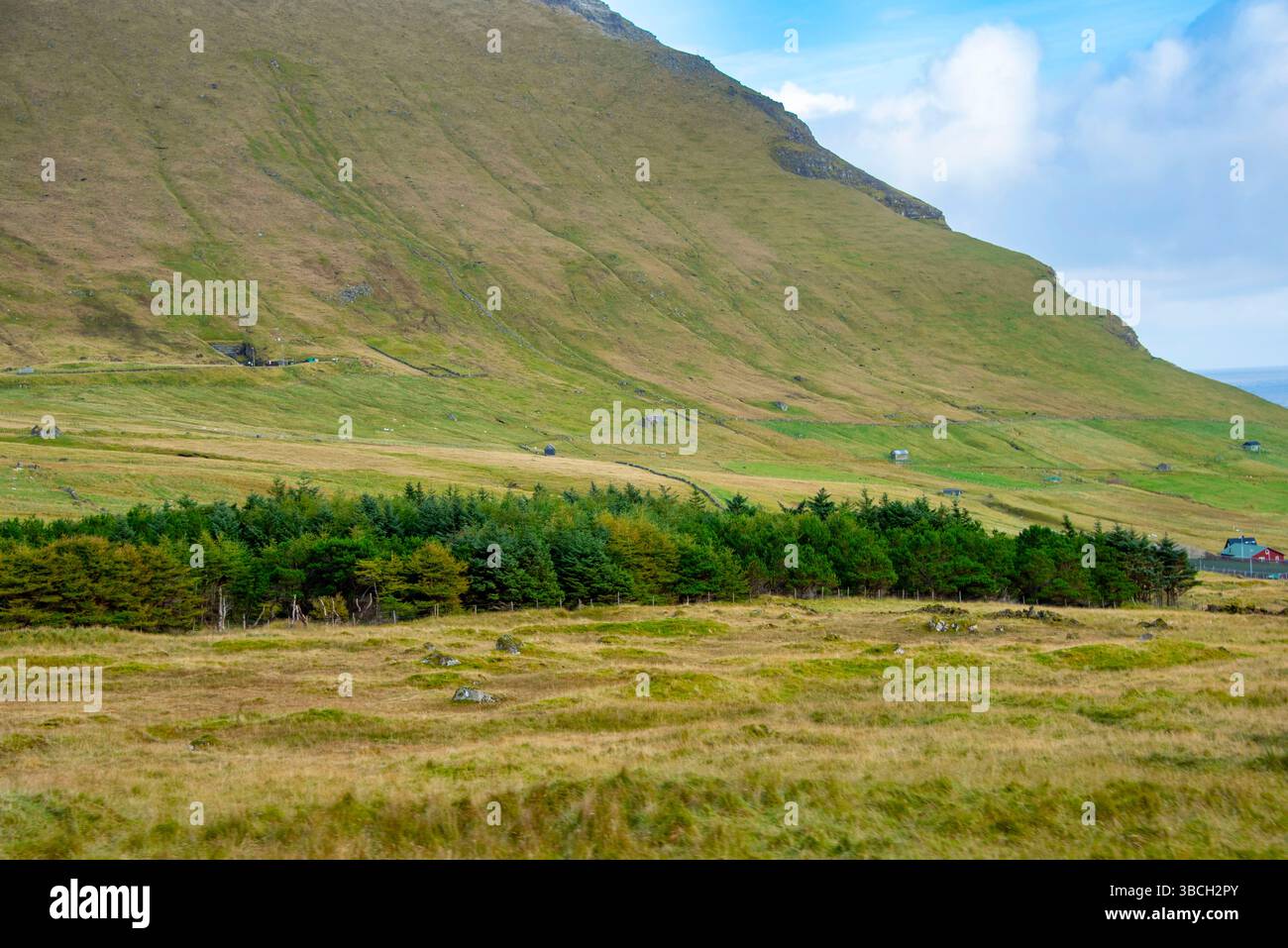 Small Plantation of Trees - Faroe Islands Stock Photo - Alamy