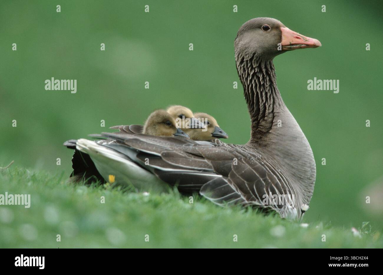 Gaensevogel hi-res stock photography and images - Alamy