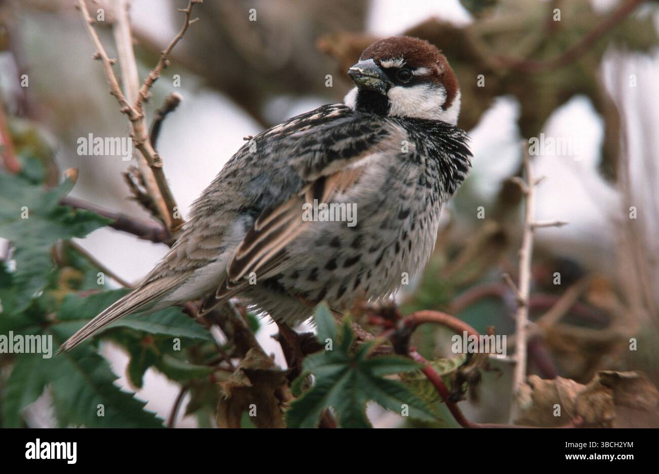 Spanish Sparrow (Passer hispaniolensis), male, Israel, Asia Stock Photo ...