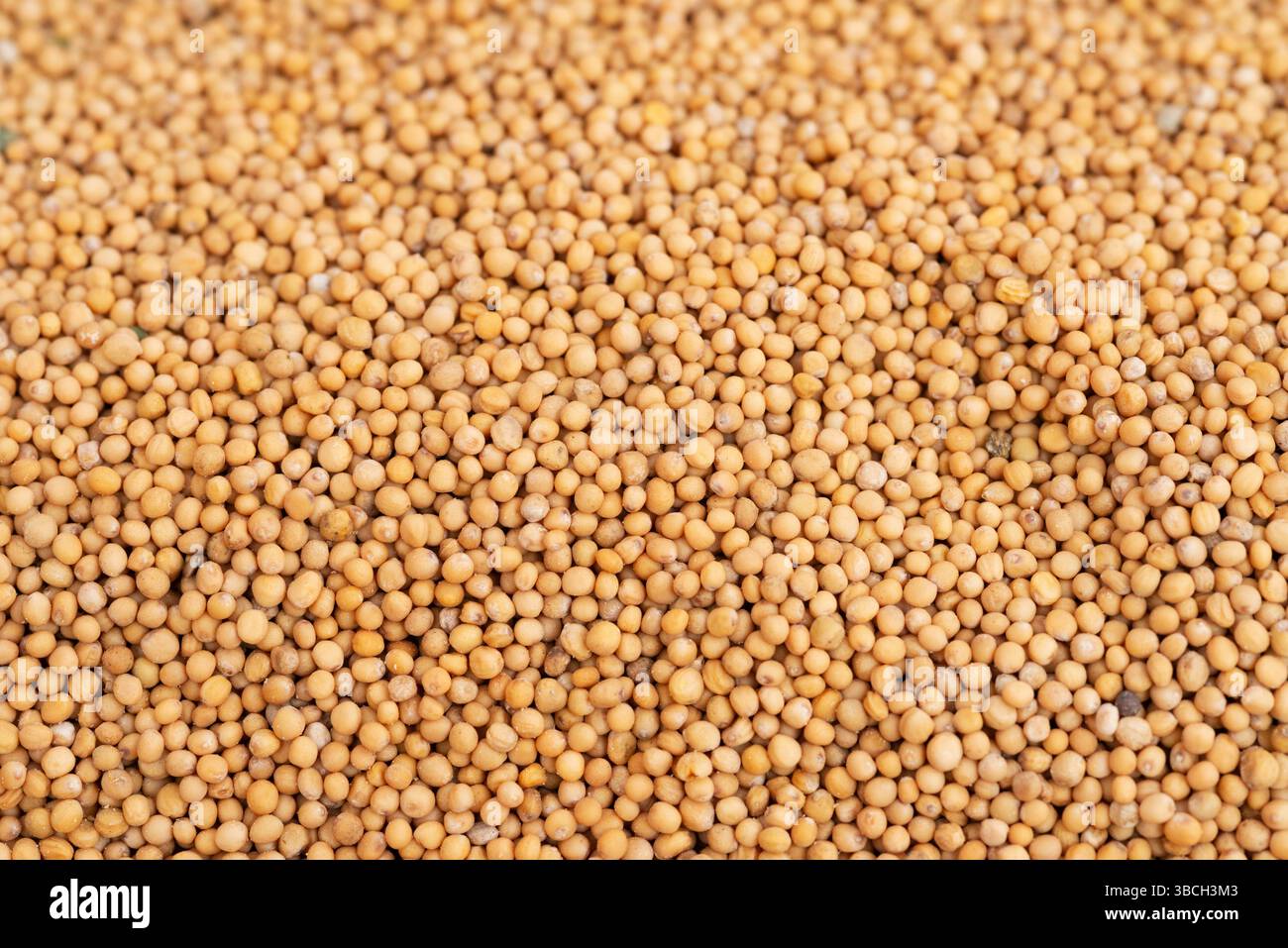 Yellow Mustard Seeds Stock Photo - Alamy