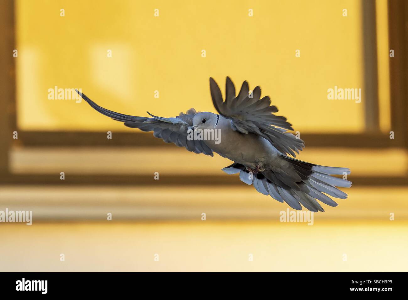 A dynamically flying pigeon with wide-spread wings in front of a yellow ...