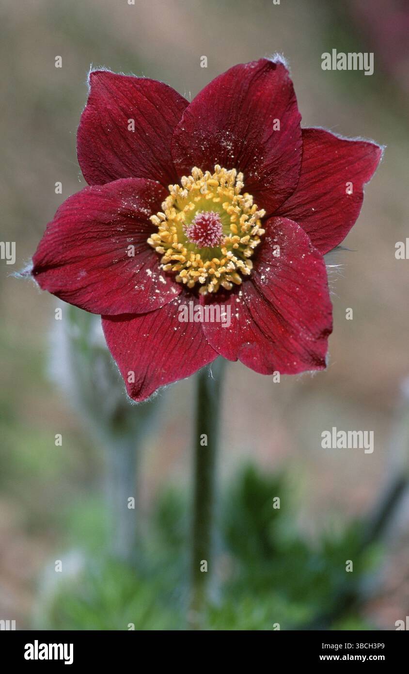 Pasque Flower (Pulsatilla), Pasque flower (flowers) (garden plants ...