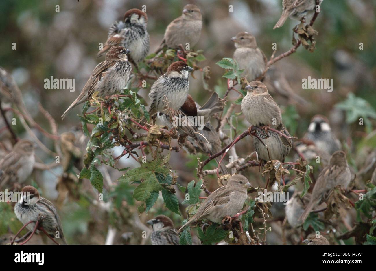 Spanish Sparrow (Passer hispaniolensis) flock, Israel, Asia Stock Photo ...