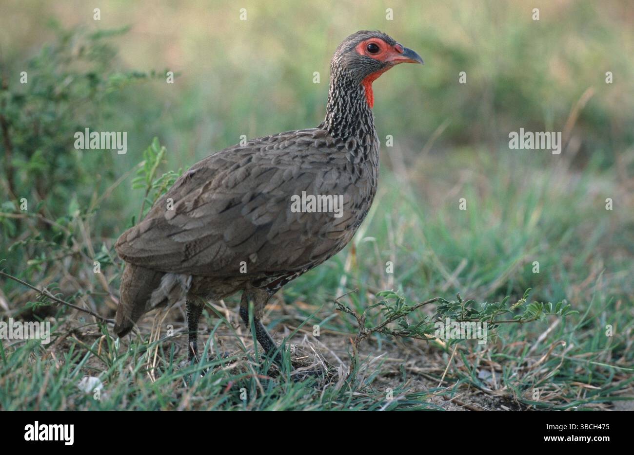 Swainson's Francolin (Francolinus swainsonii), Kruger national park ...