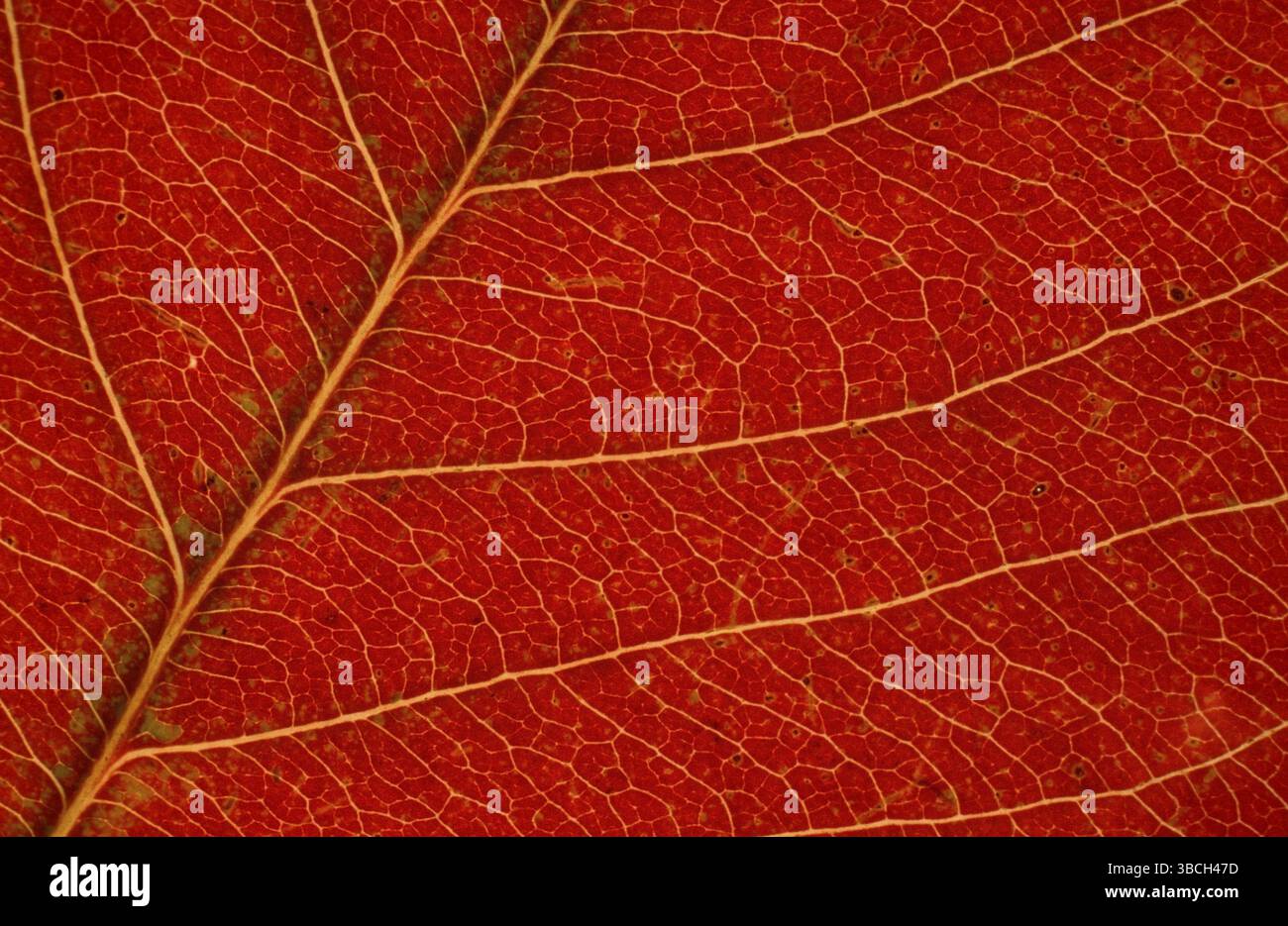 Cherry Wild cherry (Prunus avium), cherry tree, leaf detail (Europe ...