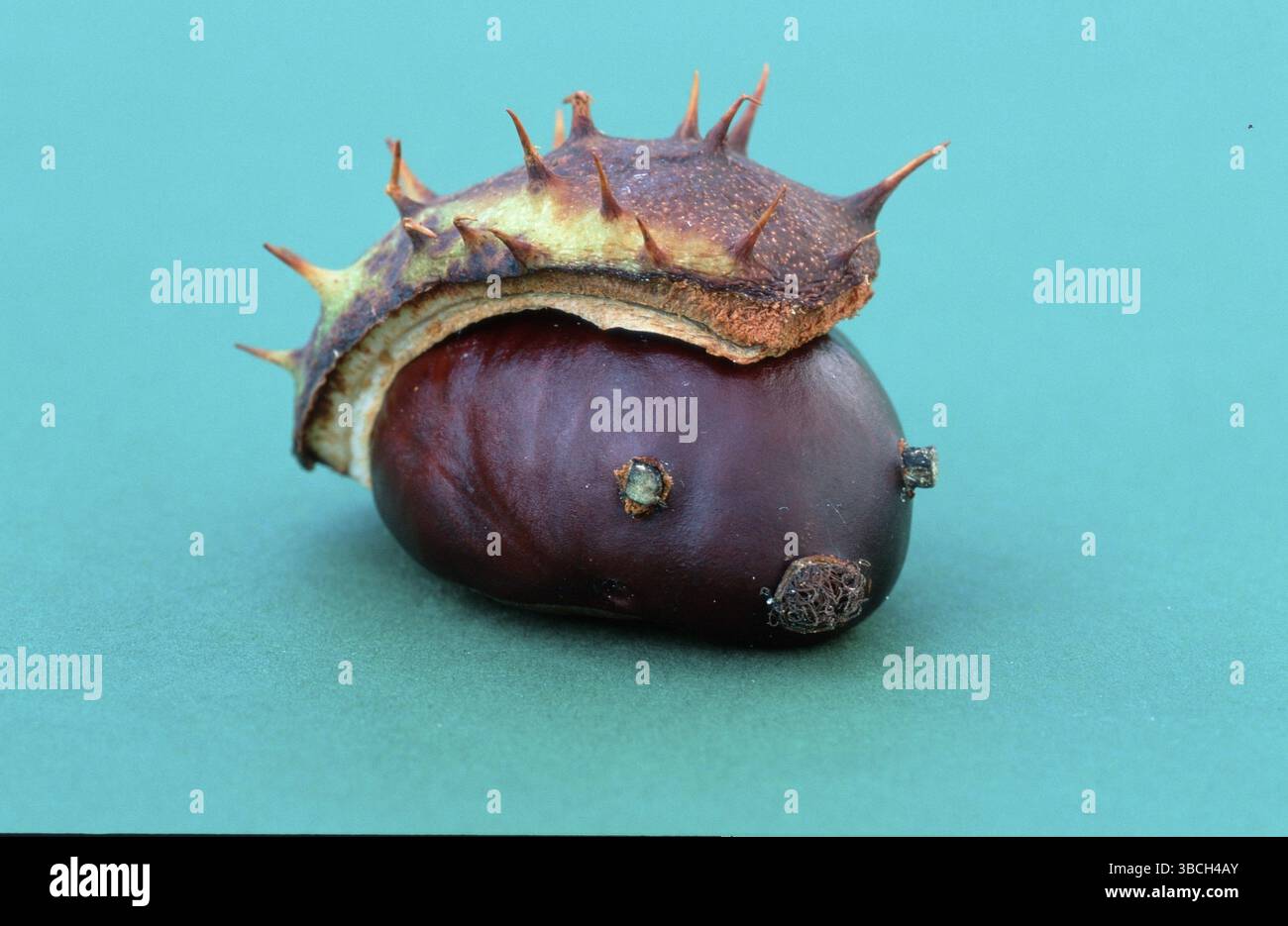 Animal of Horse Chestnut fruit, animal of horse chestnut, plants ...