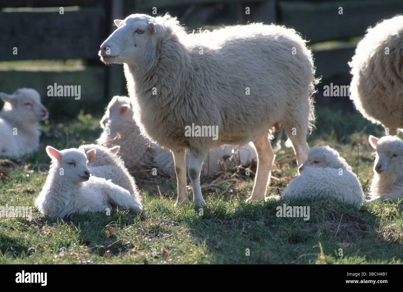 Domestic Sheep with lambs, domestic sheep and lambs, mammals, domestic ...