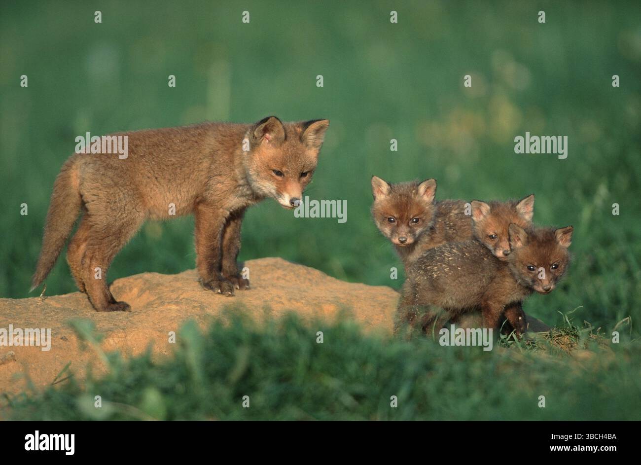 Red Fox cubs of two different litters, Lower Saxony, Red foxes (Vulpes vulpes), cubs from two ...