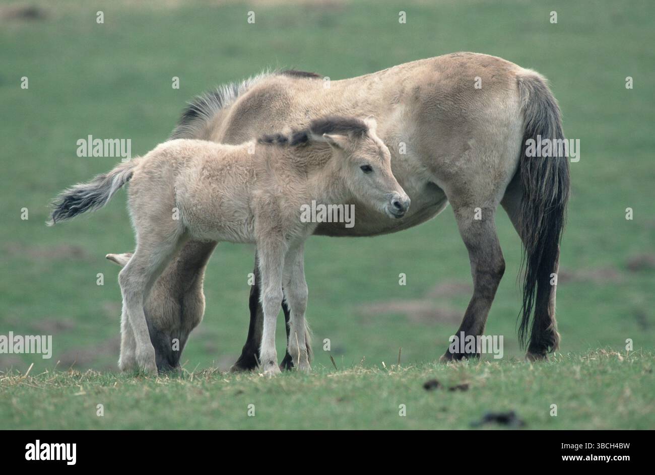 Tarpan Horse, mare with foal, Tarpan mare with foal, backbreeding ...