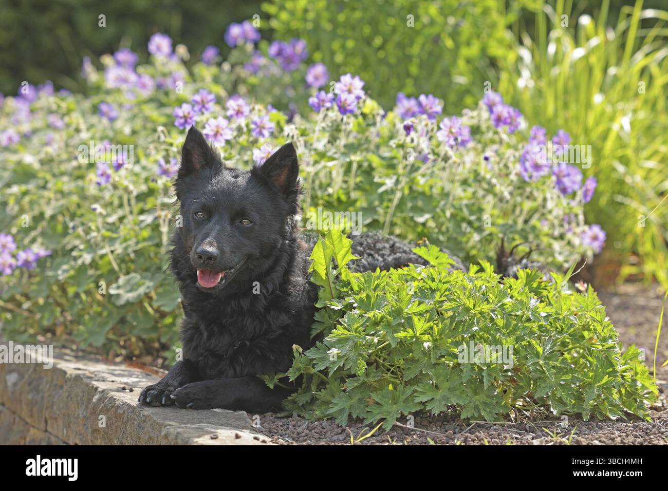 Hungarian shepherd dog hi-res stock photography and images - Alamy