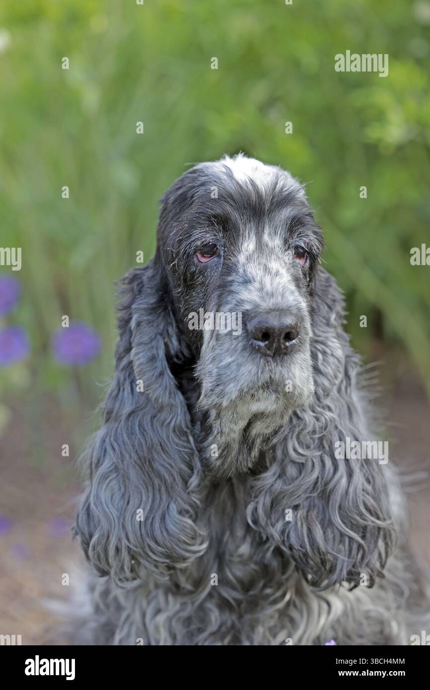 Cocker Spaniel, Family dog, Various colours Stock Photo - Alamy