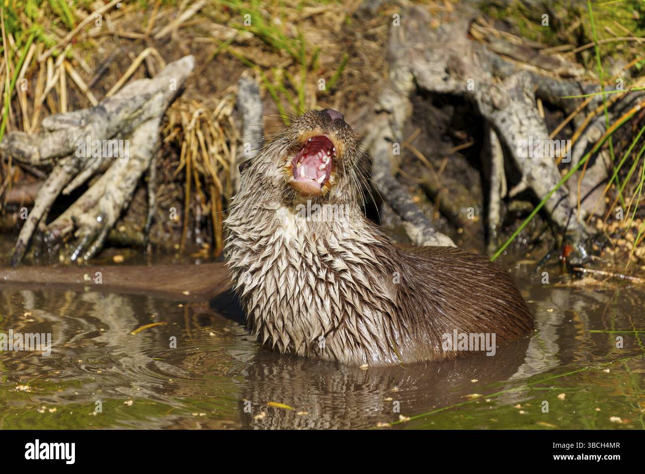 An otter with its mouth open showing a gap in its teeth as it stands ...