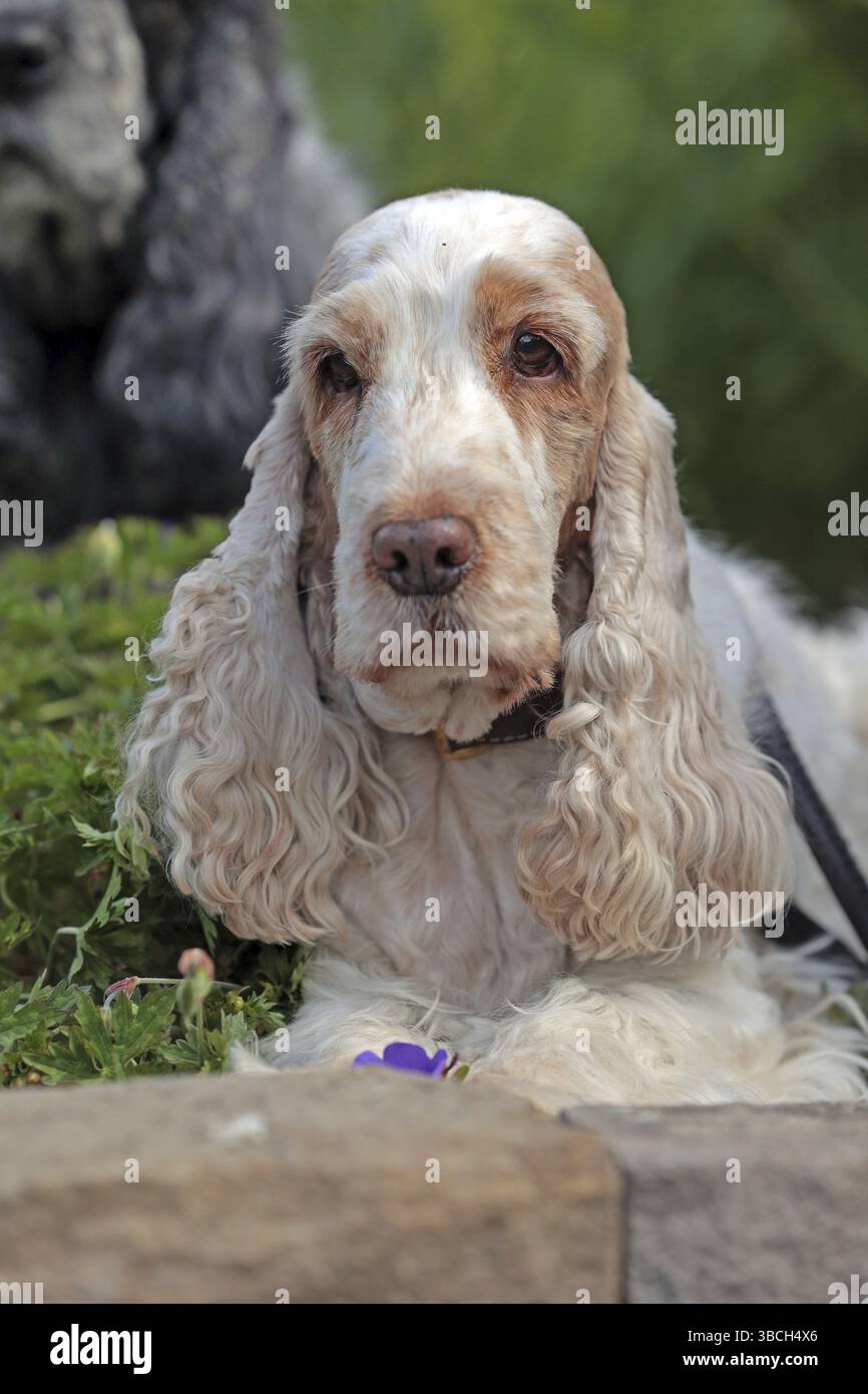 Cocker Spaniel, Family dog, Various colours Stock Photo - Alamy