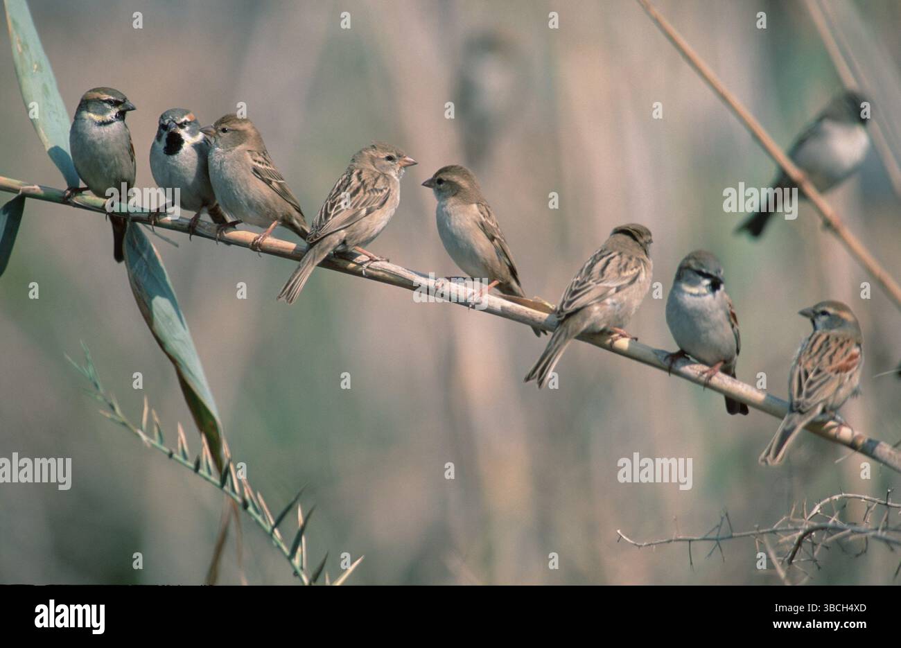 Dead (Passer moabiticus) Sea Sparrows, males and females, Israel, Asia ...