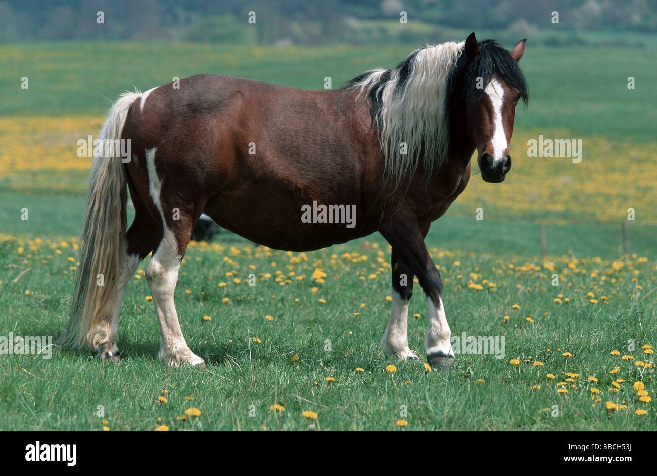 Irish Tinker Pony, Mare Stock Photo - Alamy