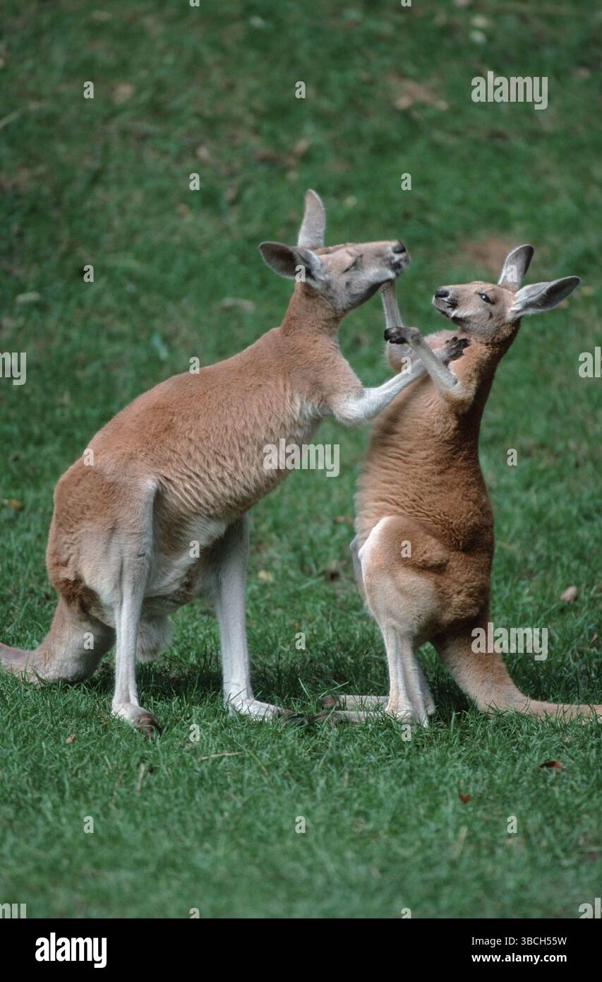 Red giant kangaroos, boxing, red (Macropus rufus) giant kangaroo Stock Photo - Alamy