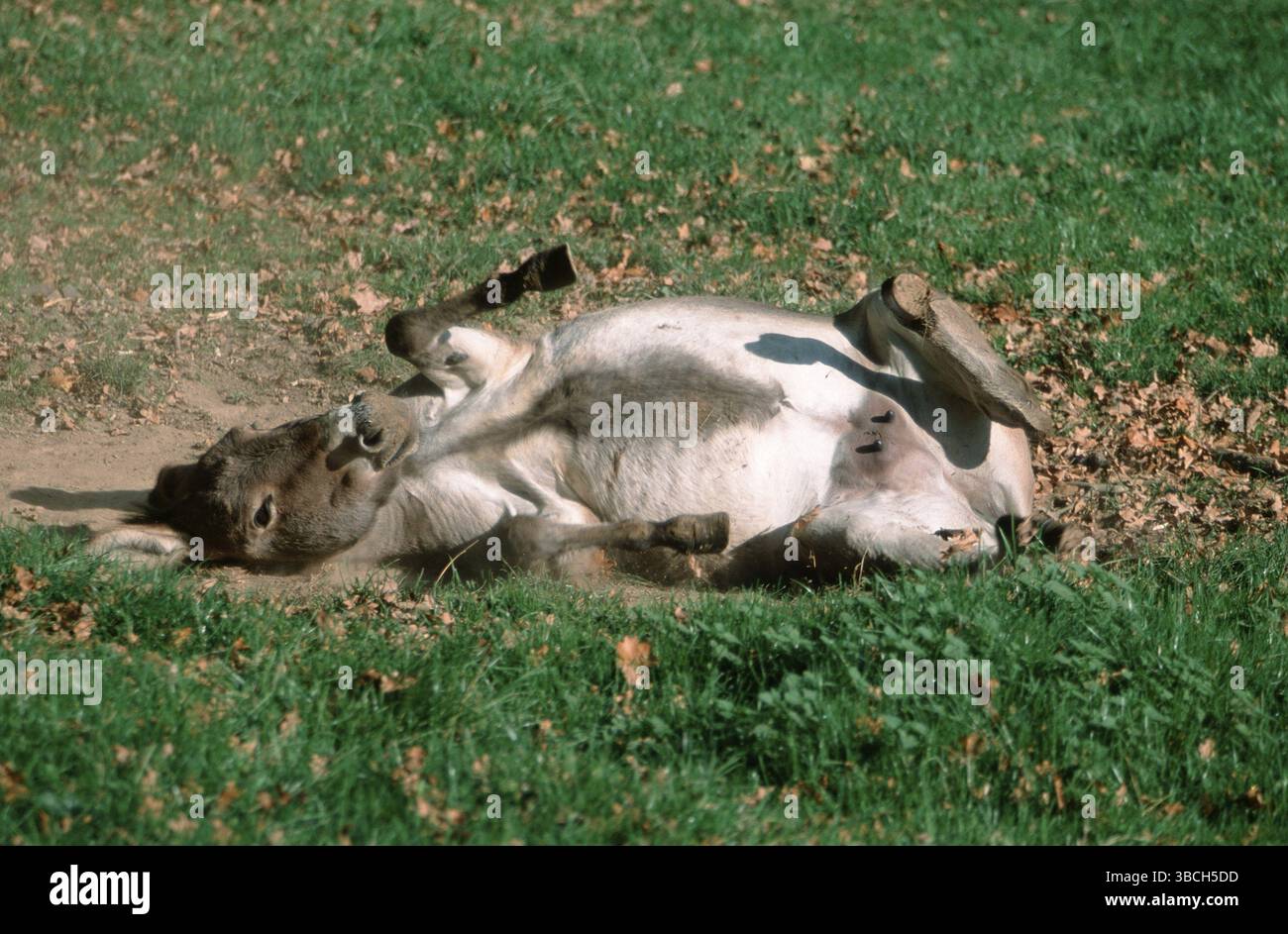 Donkey, dust bathing, house donkey rolling, takes dust bath, ass, rolling around Stock Photo - Alamy