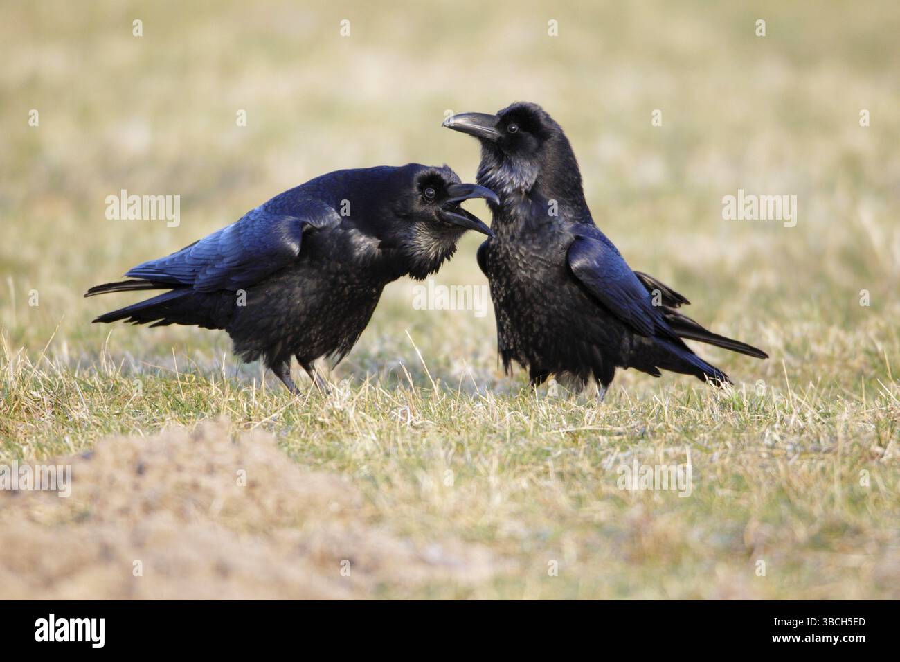 Raven, pair, Lower Saxony, Germany (Corvus corax Stock Photo - Alamy