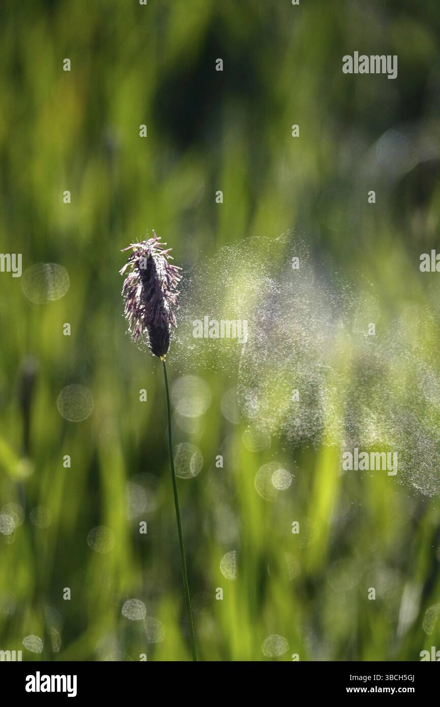 Pollen count, spring, Germany, Europe Stock Photo - Alamy