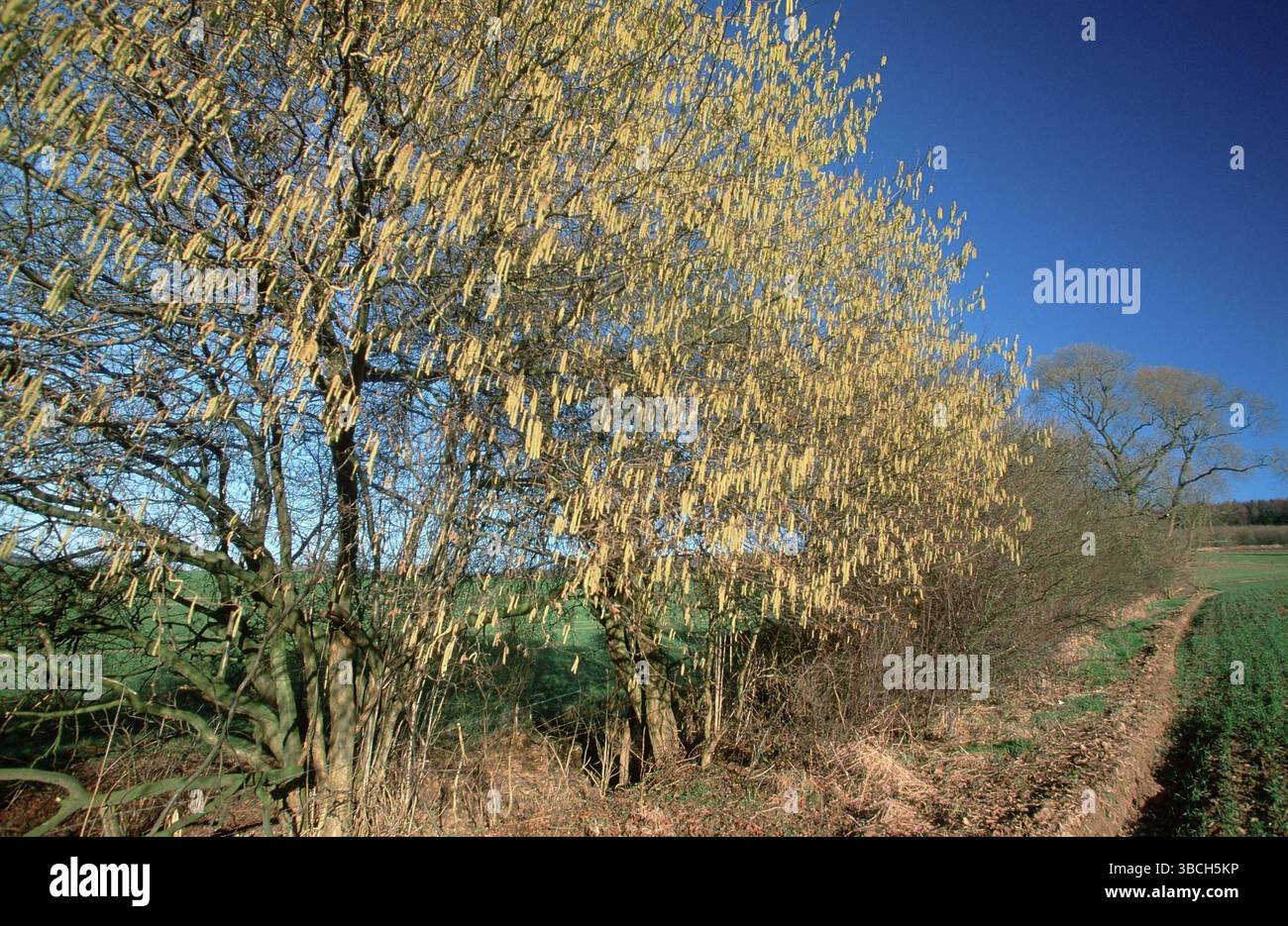 Blooming (shrubs) hazel with catkins, Common hazel (Corylus avellana ...