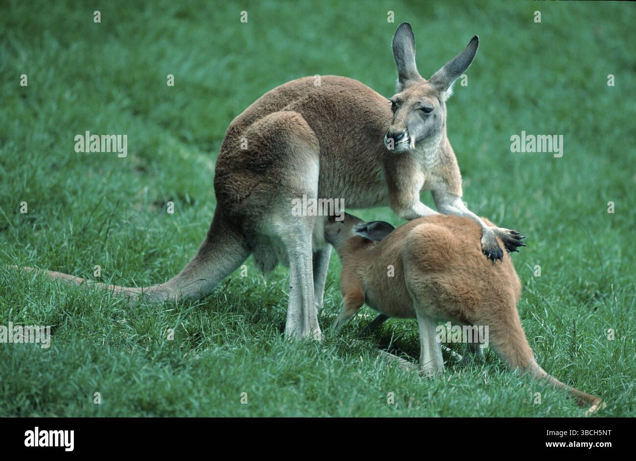 Red Kangaroos, female with young, Red giant kangaroos, female with ...