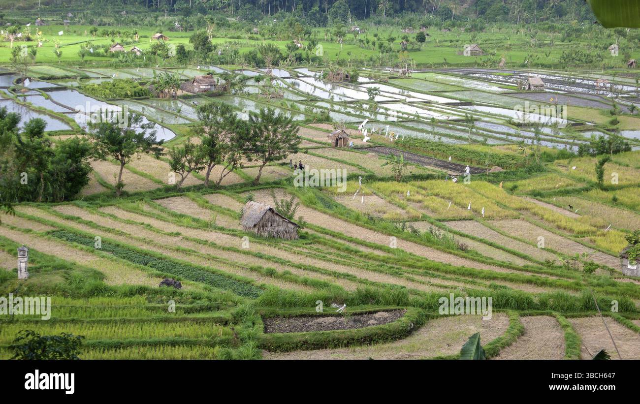 View of rice terraces rice paddies, Bali, Indonesia, Asia Stock Photo ...