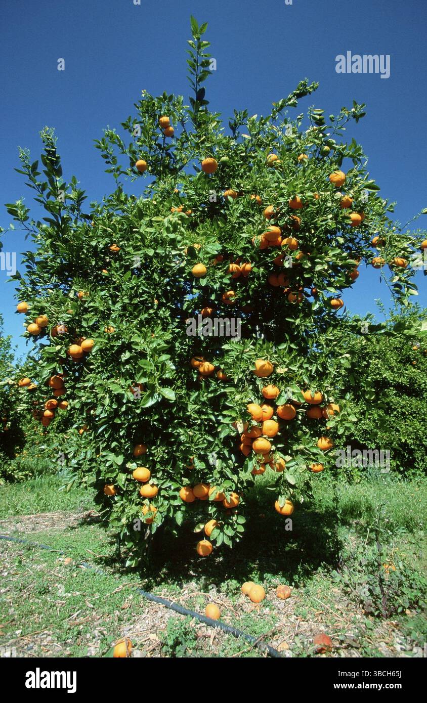 Orange tree citrus sinensis hi-res stock photography and images - Alamy
