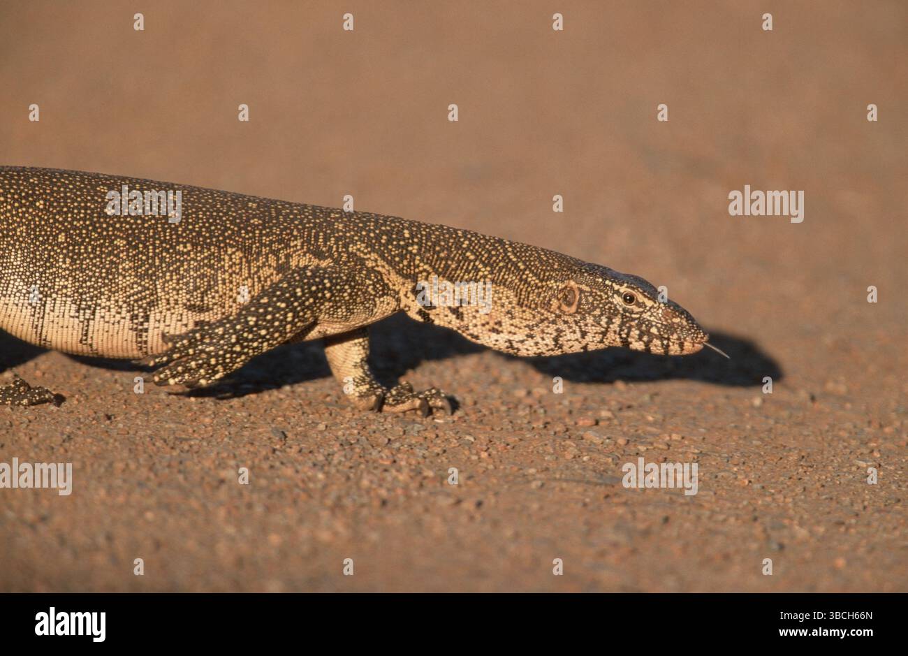 Nile Monitor (Varanus niloticus), Kruger national park, South Africa ...