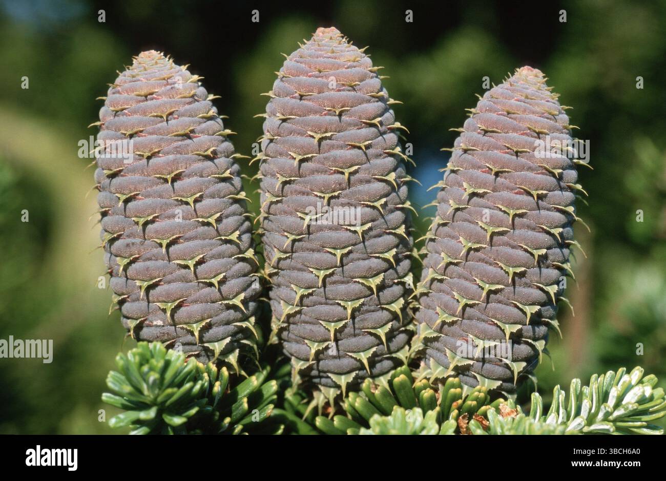 Korean Fir with cones (Abies koreana), Korean Fir, cones (Asia) (asia ...