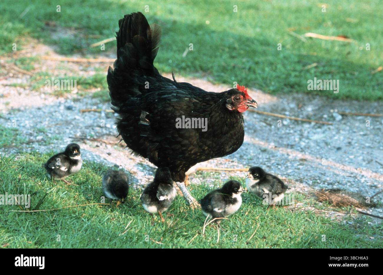 Little black hen hi-res stock photography and images - Alamy