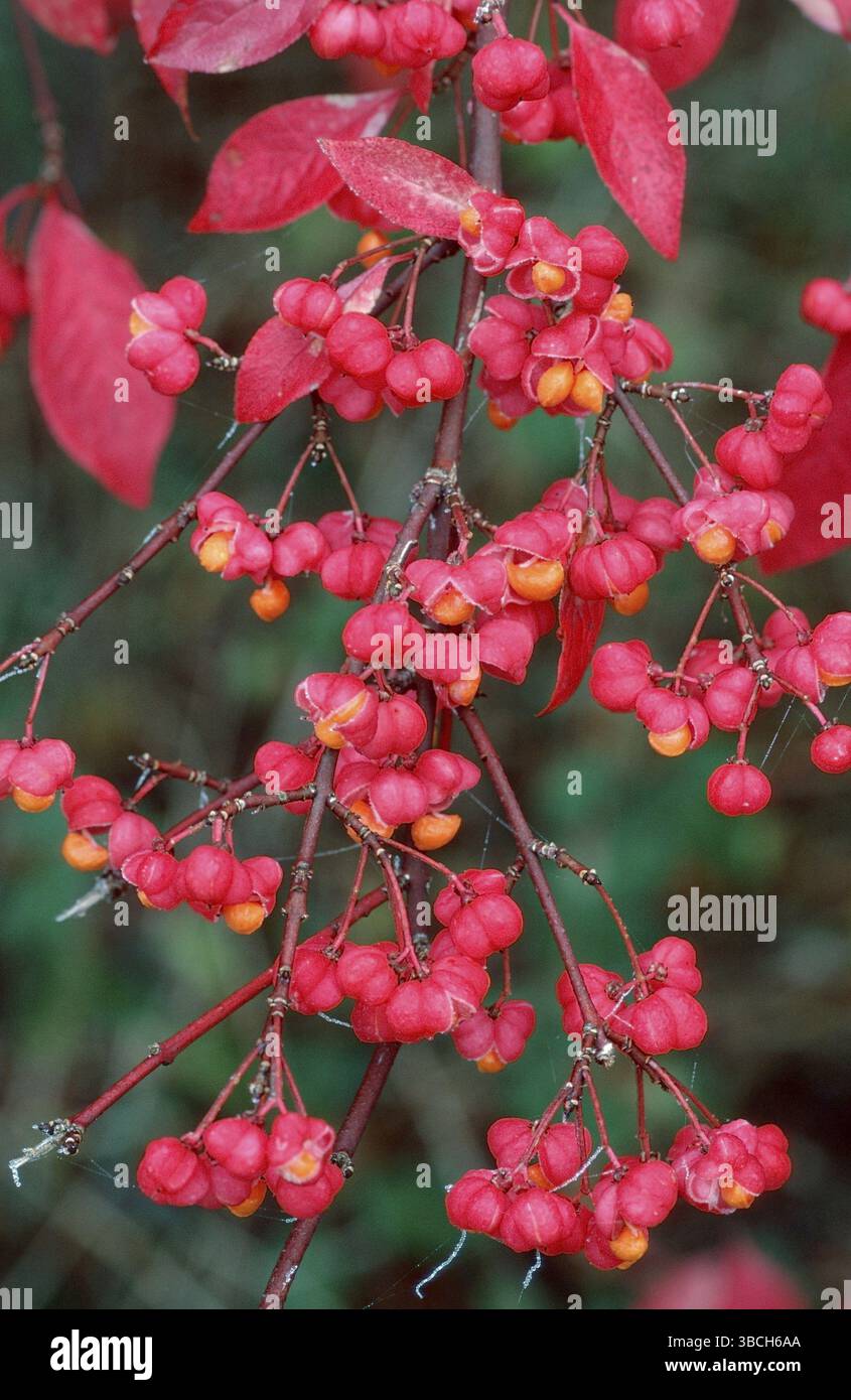 Spindle-tree berries (Euonymus alata), cork spindle shrub (shrubs ...