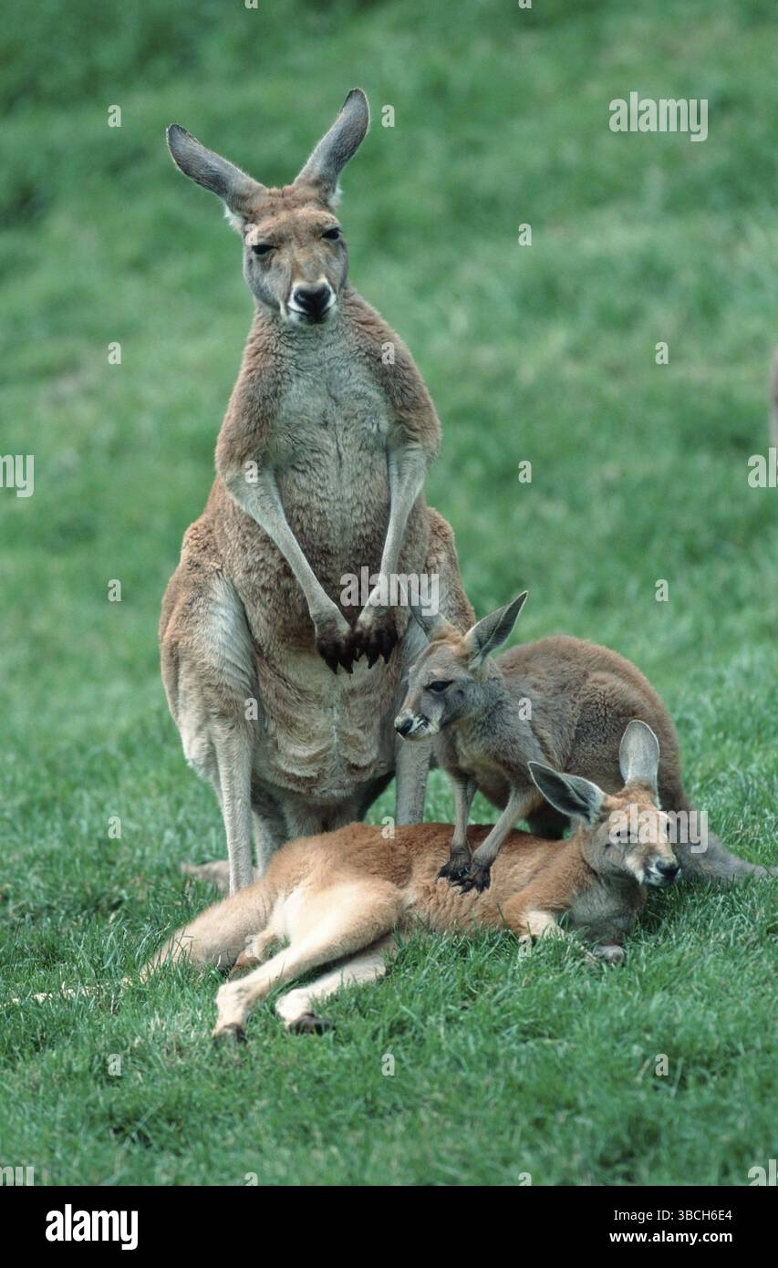 Red Kangaroos, female with youngs, Red Giant Kangaroos, female with ...