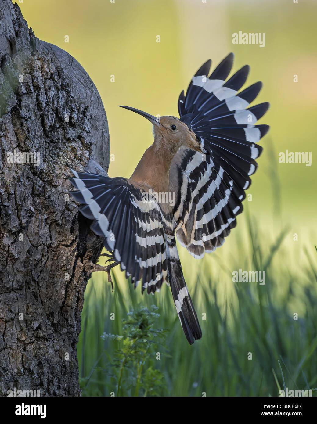 Hoopoe (Upupa epops) Bird of the Year 2022, sunrise, portrait, erected ...