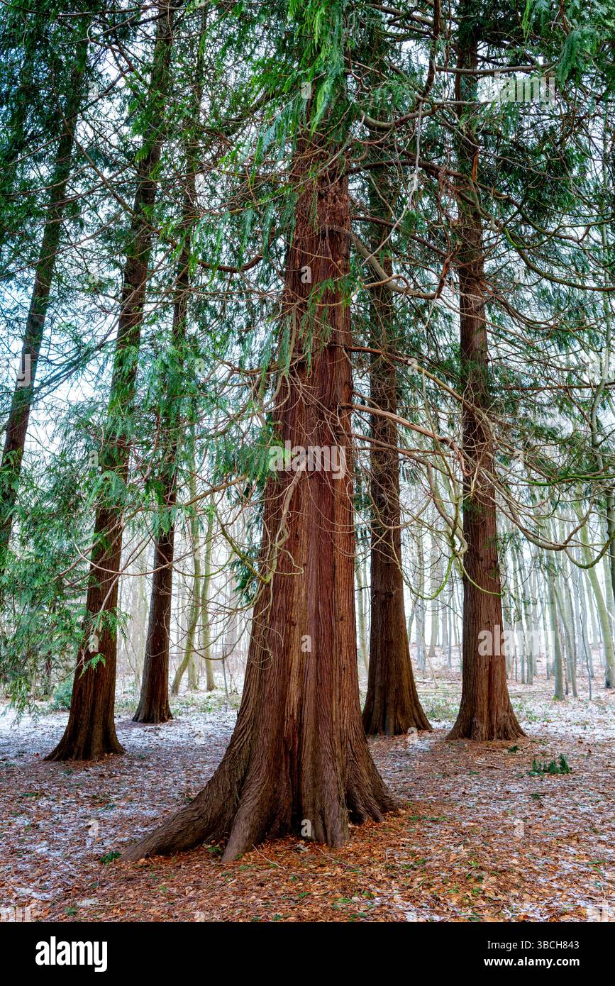 Tall evergreen trees with thick trunks in a snowy forest clearing with ...