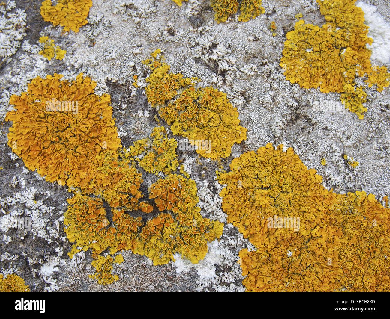 Lichen on old stone wall hi-res stock photography and images - Alamy