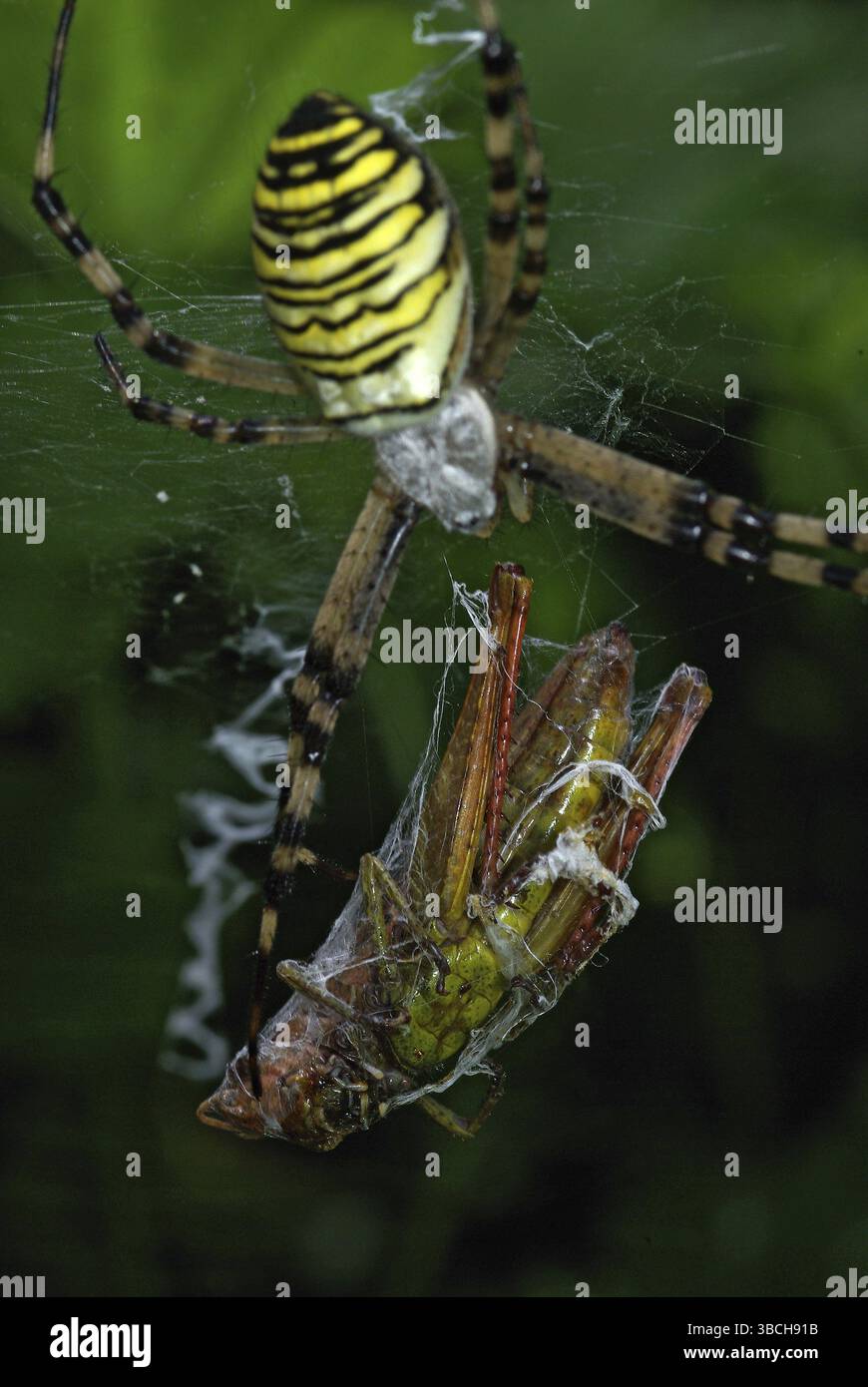 Wasp spider with spun-in grasshopper as prey Stock Photo - Alamy
