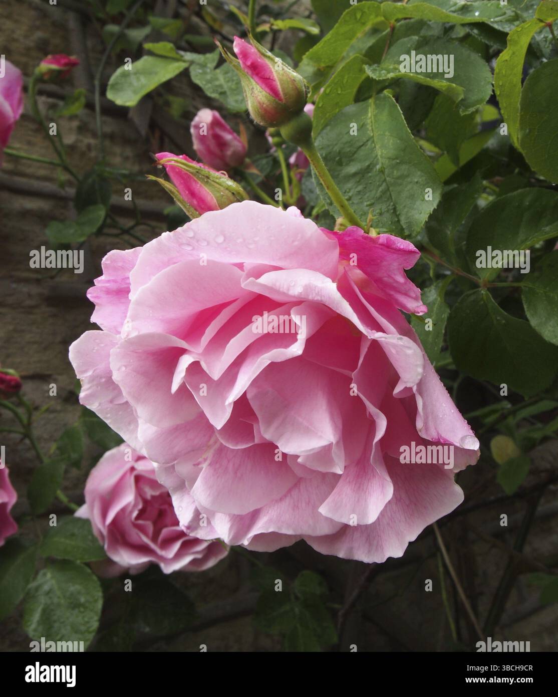 Large pink roses in bloom and budding covered in raindrops climbing up ...