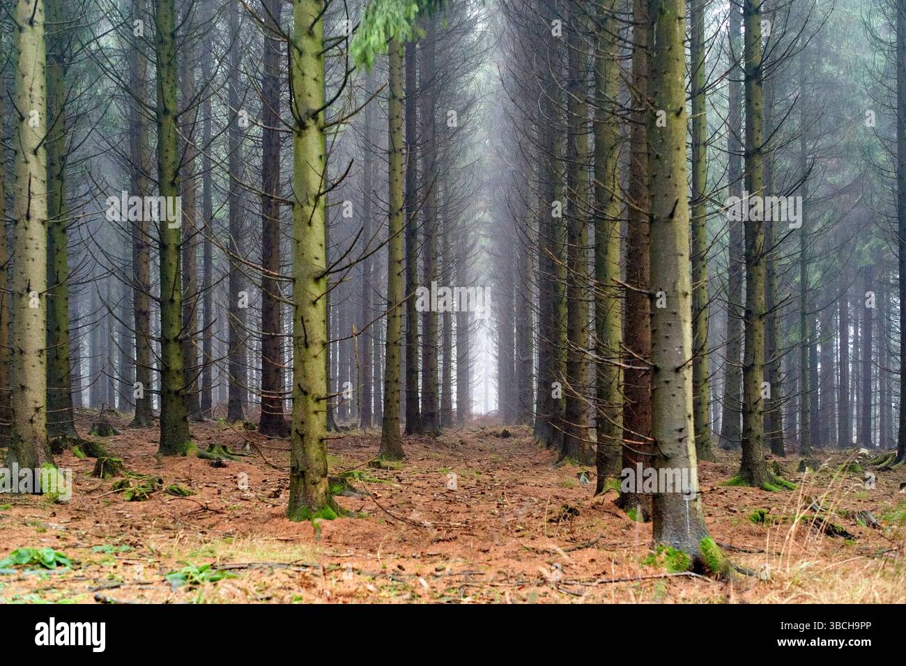 Dense forest of tall pine trees with a foggy atmosphere and soft light ...