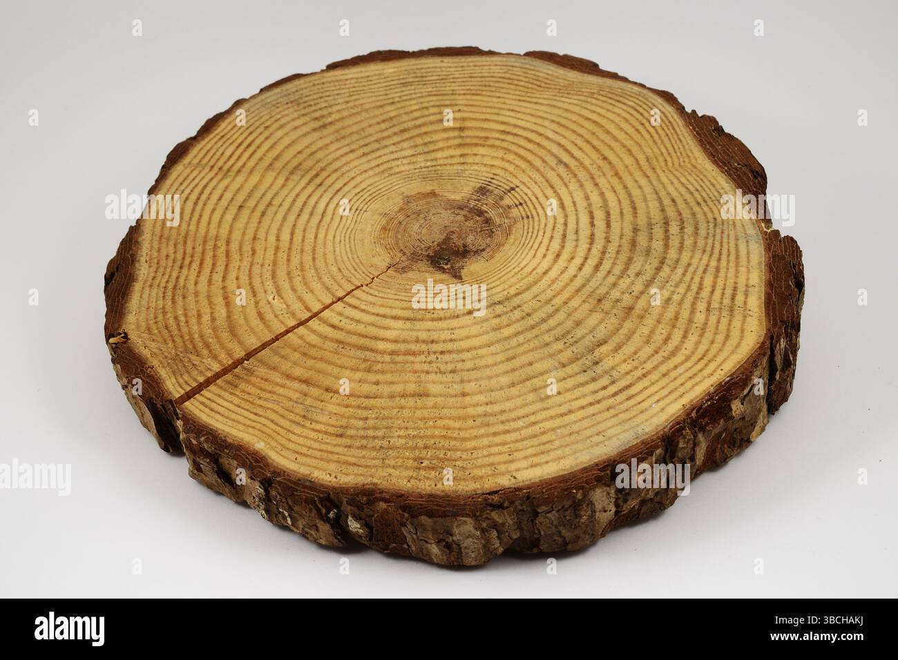 Wooden circle with a split cut of the log on white background Stock ...