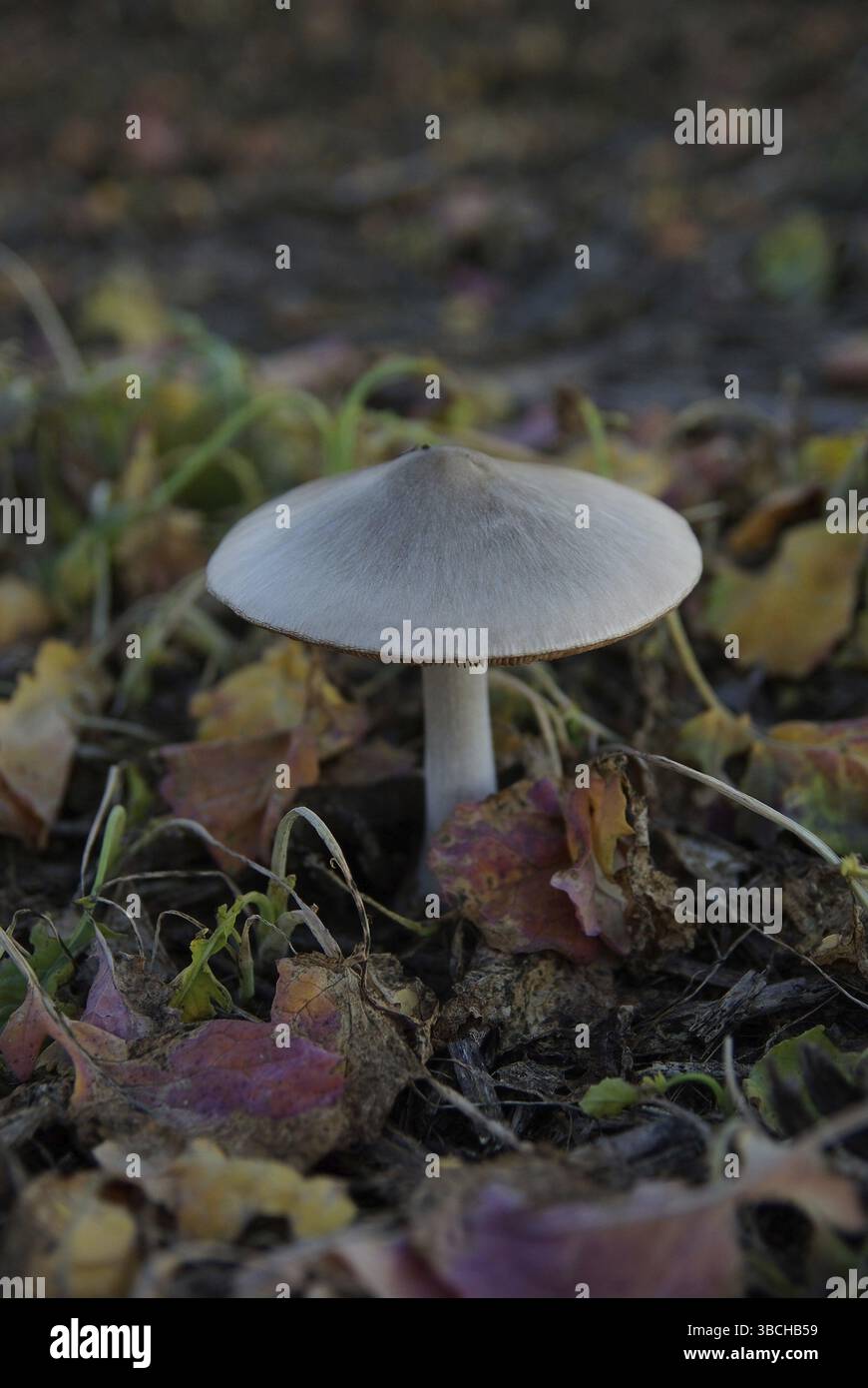 Fungus on harvested soil Stock Photo - Alamy